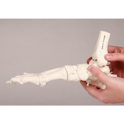 Leg and Foot Skeleton Models | Health and Care